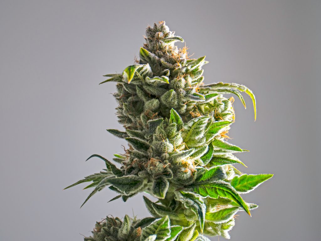 Cannabis 101: Demystifying Flower | Primitiv